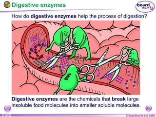Y8-Food-and-Digestion.ppt