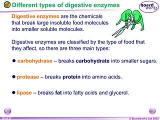 Y8-Food-and-Digestion.ppt