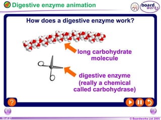 Y8-Food-and-Digestion.ppt