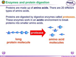 Y8-Food-and-Digestion.ppt