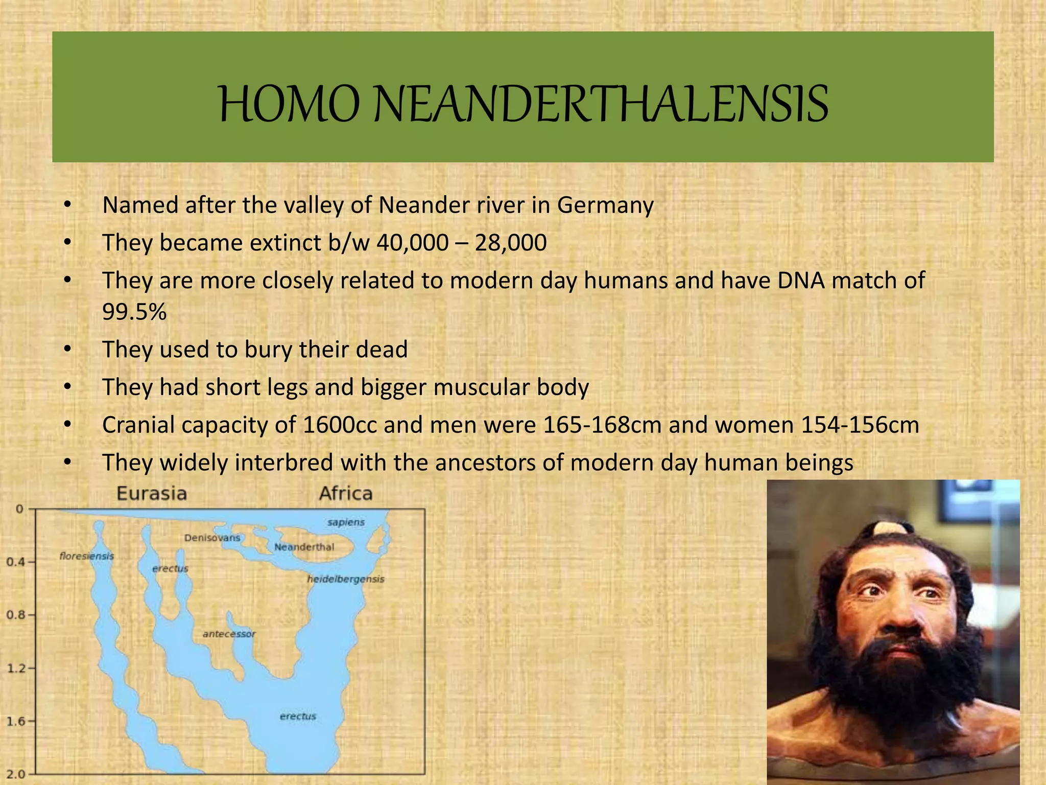 Human evolution | PPTX