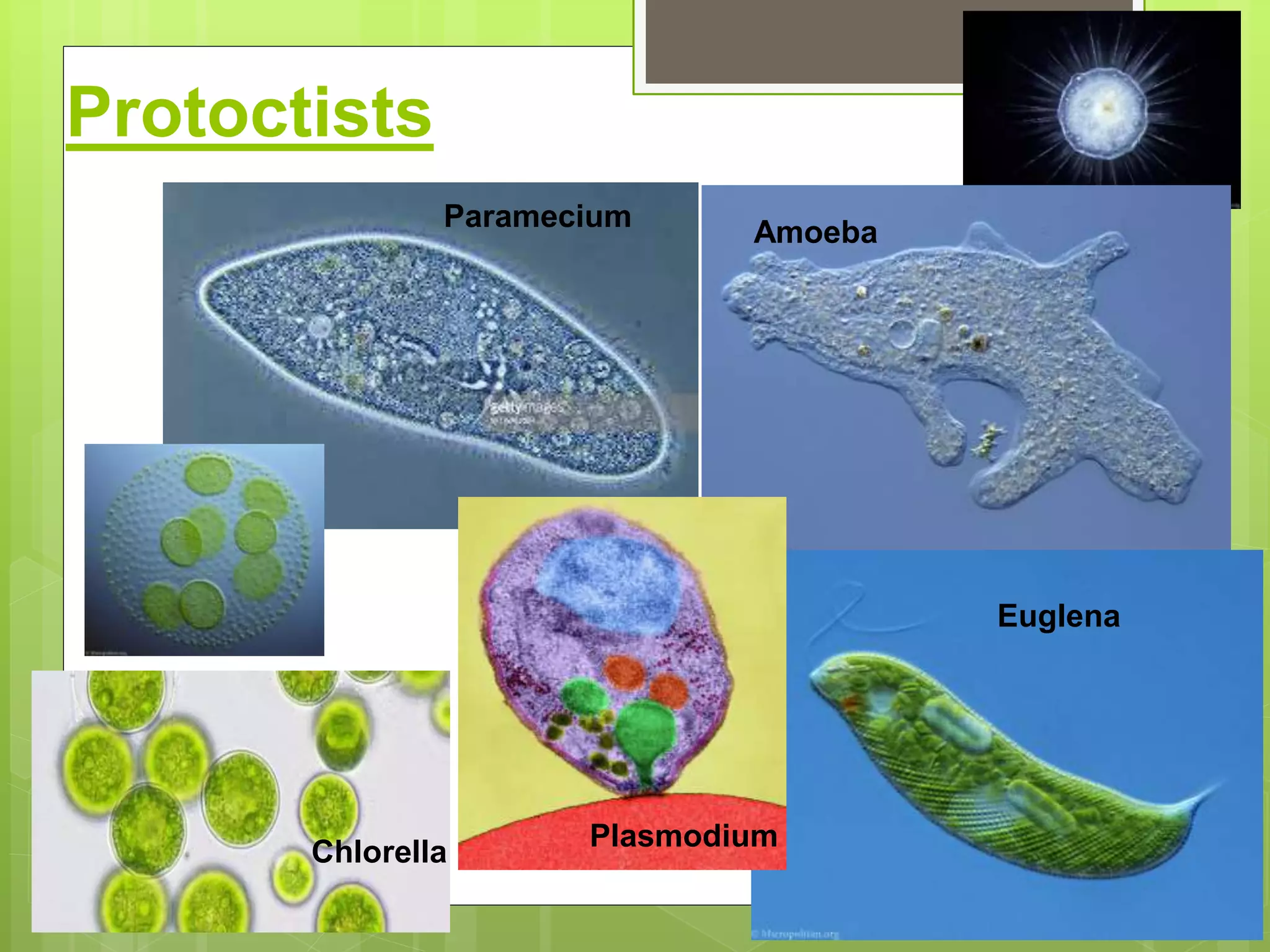 Y9 Ch01 classification of living things 2022.pptx