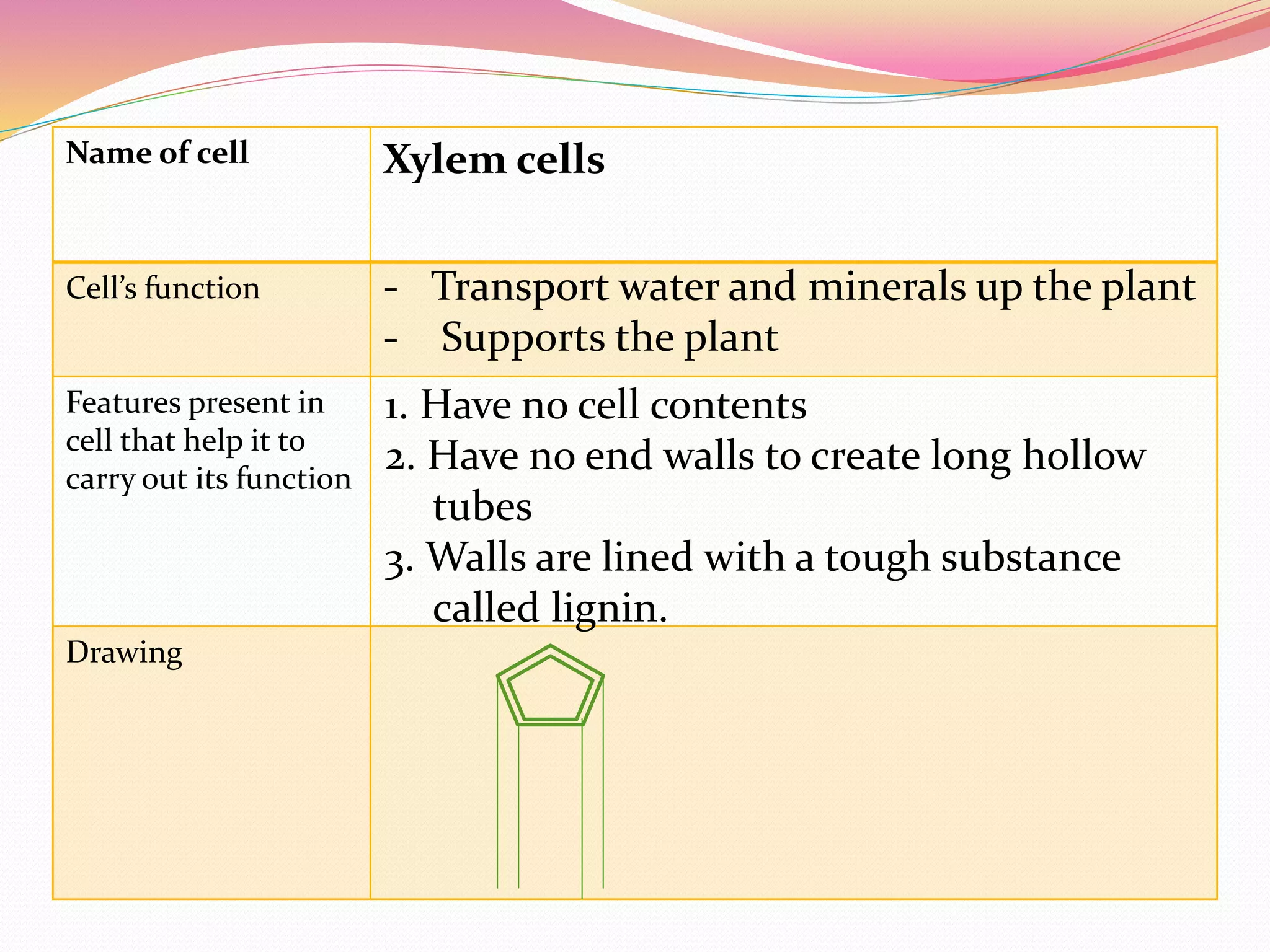 Y9 Ch02 cells 2022.pptx