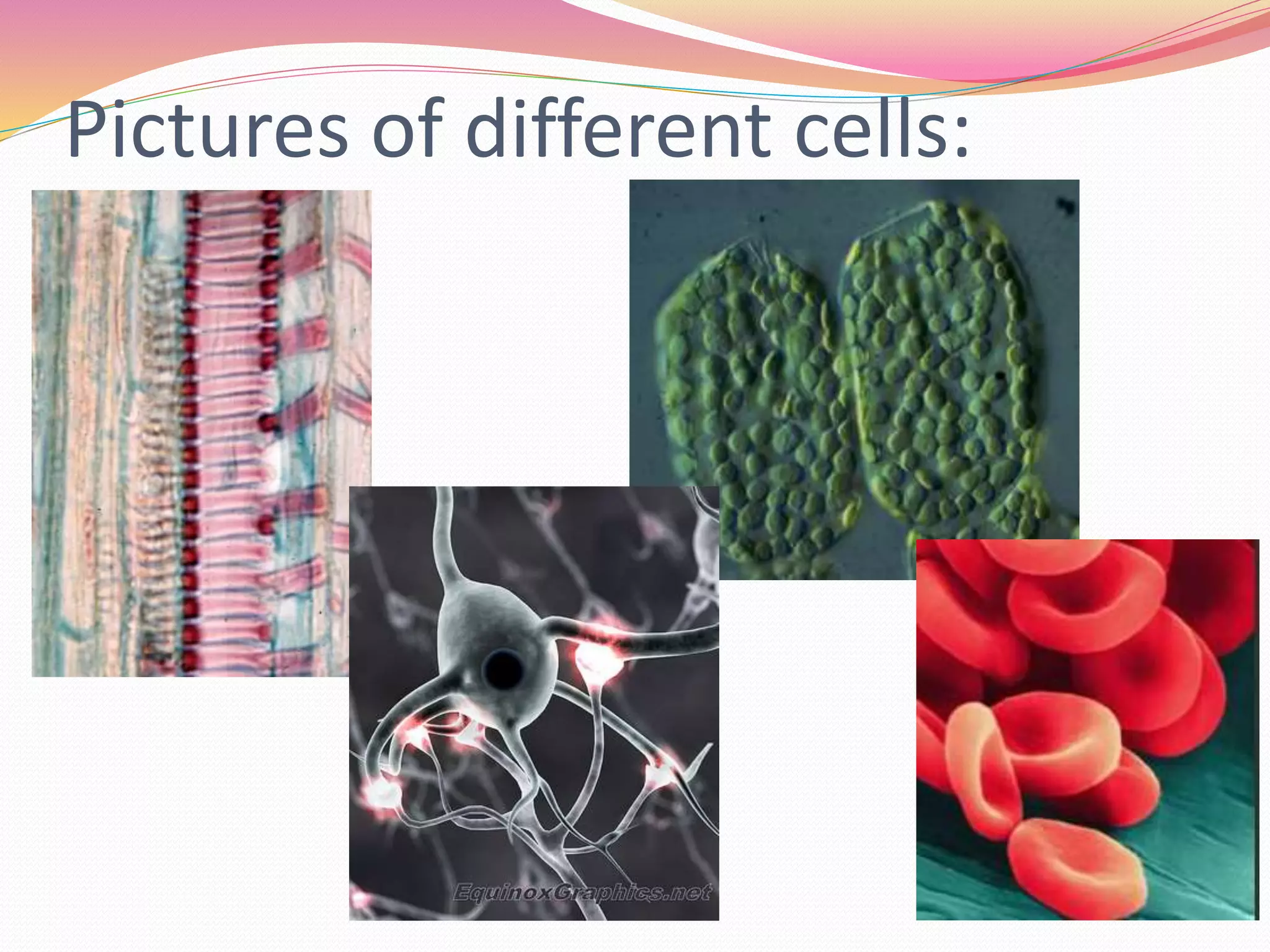 Y9 Ch02 cells 2022.pptx