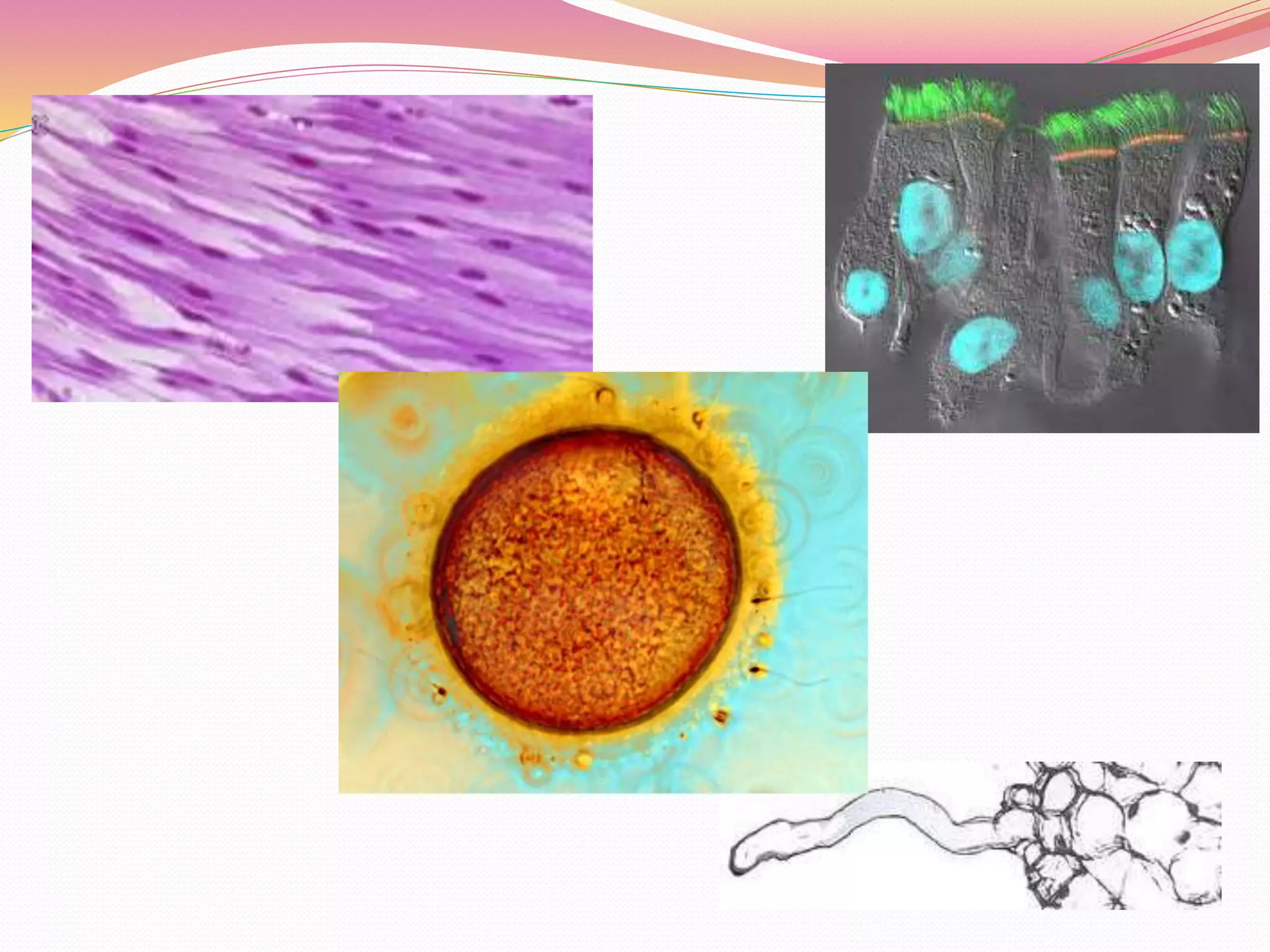 Y9 Ch02 cells 2022.pptx