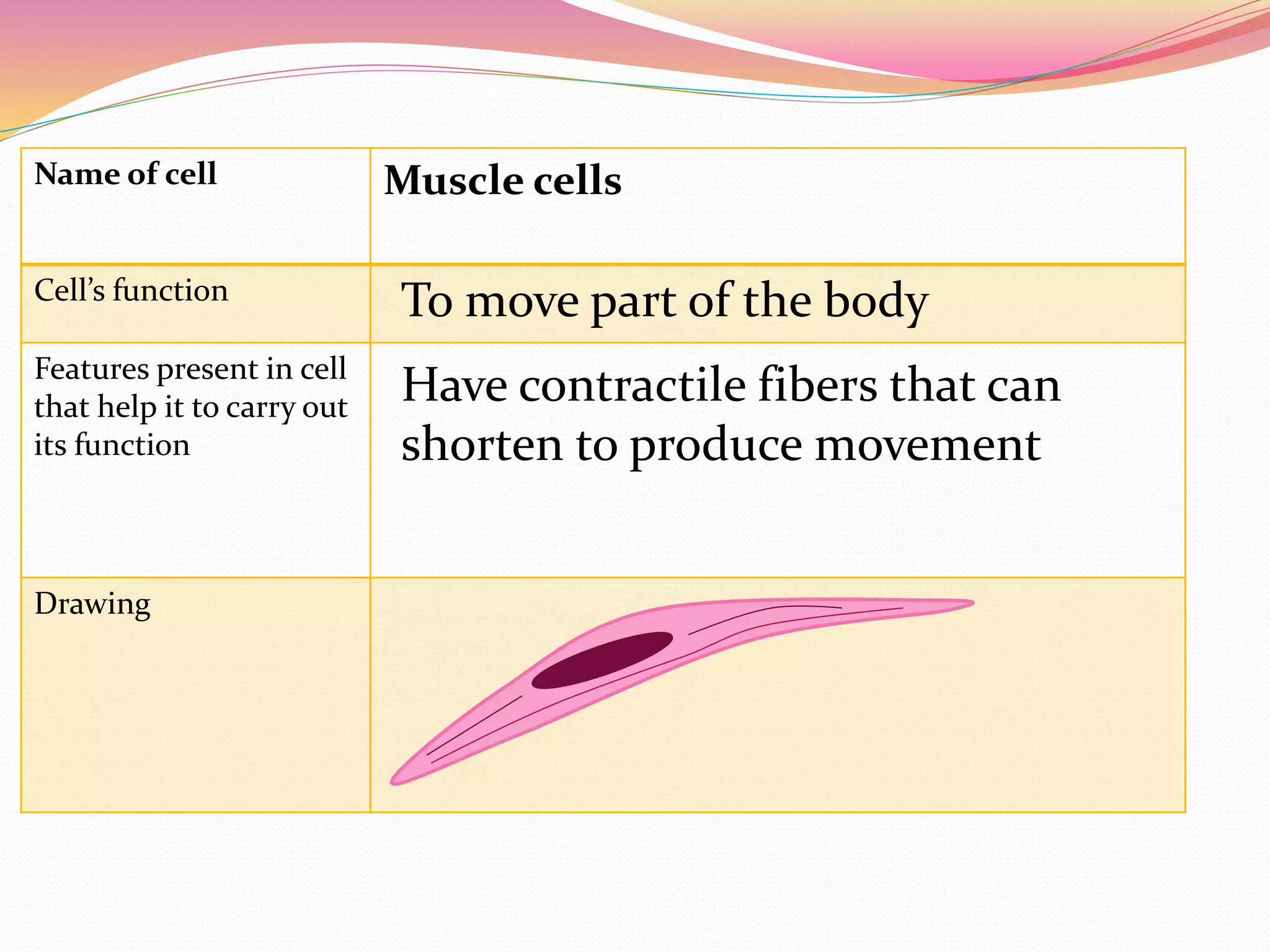 Y9 Ch02 cells 2022.pptx