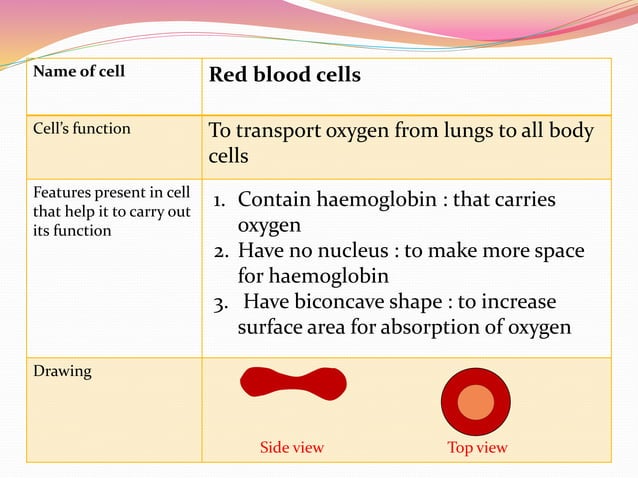 Y9 Ch02 cells 2022.pptx