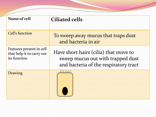 Y9 Ch02 cells 2022.pptx