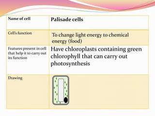 Y9 Ch02 cells 2022.pptx