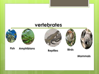 Y9 ch1 classification of living things 2020 | PDF