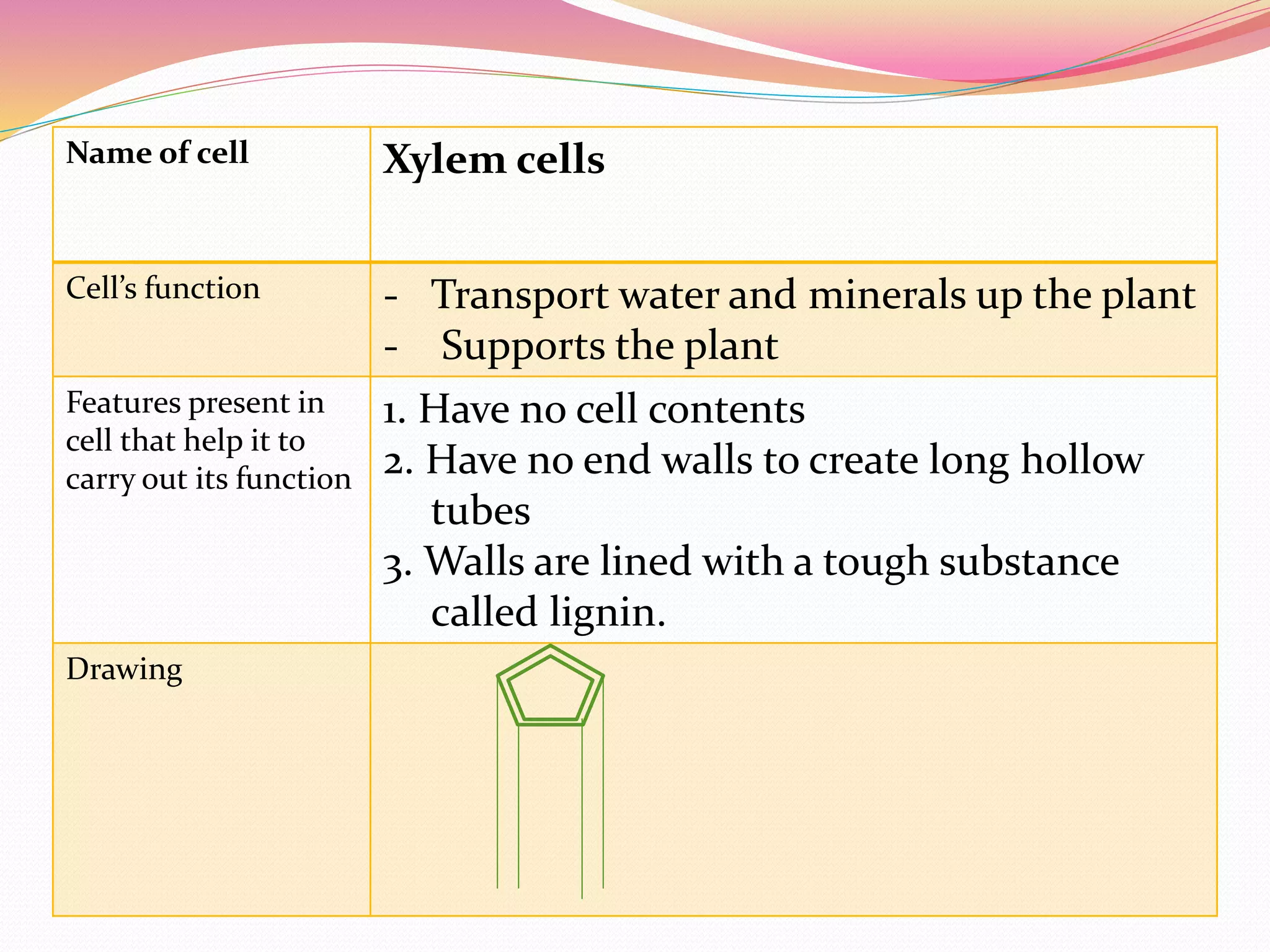 Y9 ch2 cells 2020 | PPTX