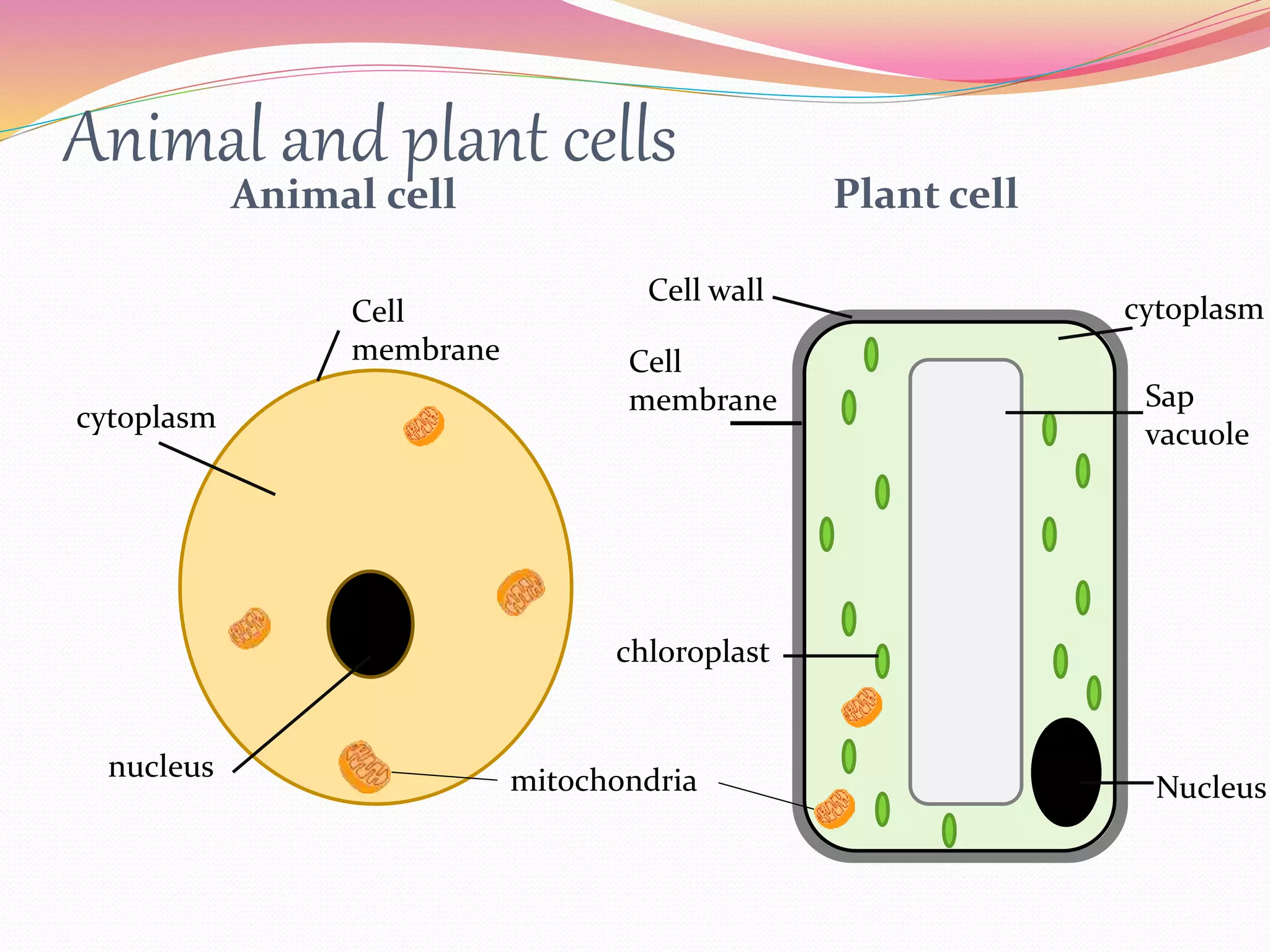 Y9 ch2 cells 2020 | PPTX