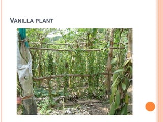 Processing of Vanilla. | PPTX