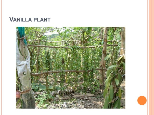 Processing of Vanilla. | PPTX