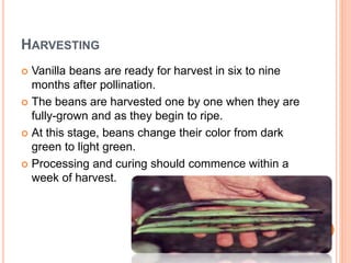 Processing of Vanilla. | PPTX
