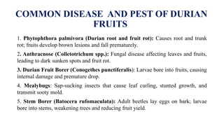 YAHYA-1.pptx durian crop as perennial crop deep analysis | PPTX