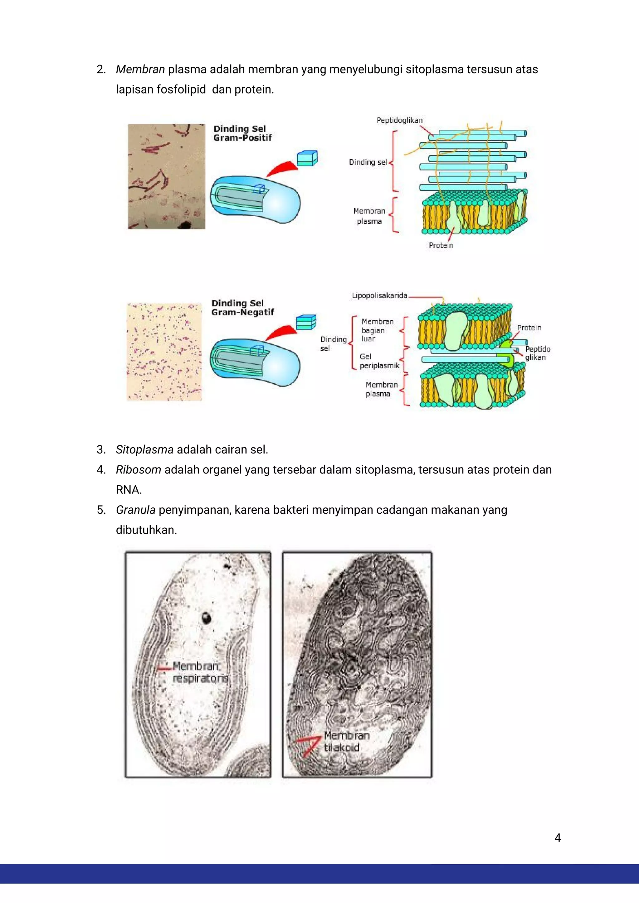 Mengenal Archaebacteria dan Eubacteria | PDF