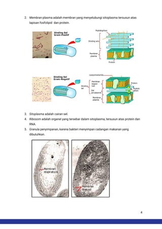 Mengenal Archaebacteria dan Eubacteria | PDF