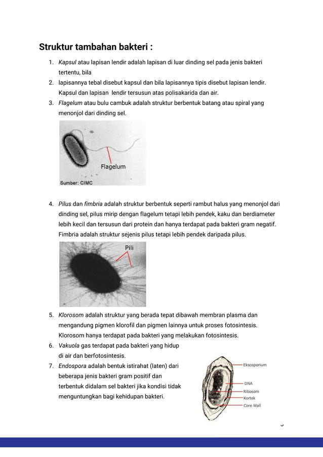 Mengenal Archaebacteria dan Eubacteria | PDF