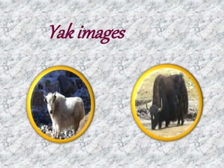 Yak | PPTX