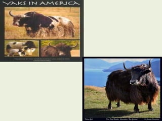 NUTRITION ON YAK | PPT