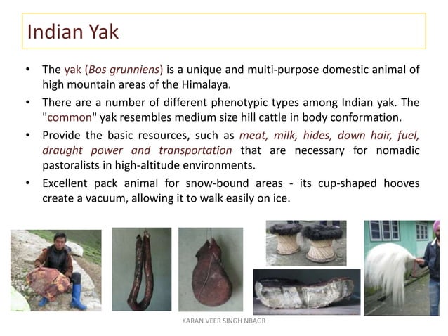 Yak genetic resources of india | PPTX
