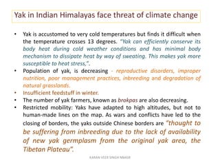 Yak genetic resources of india | PPTX