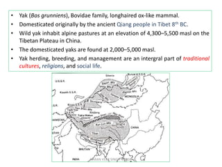 Yak genetic resources of india | PPTX