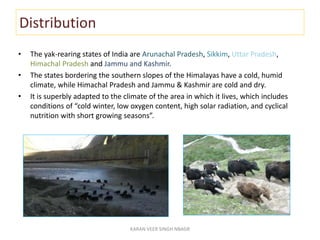 Yak genetic resources of india | PPTX