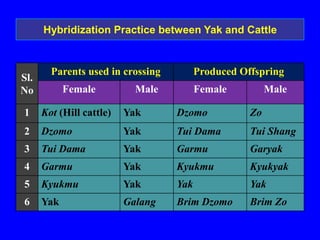Yak-Cattle Hybridization | PPTX