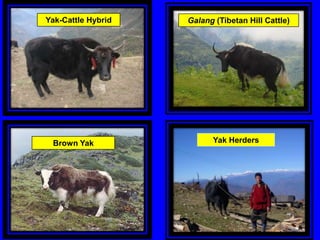 Yak Cow Hybrid