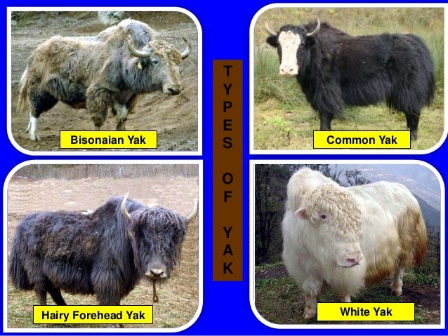Yak-Cattle Hybridization