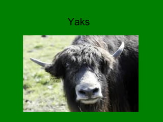 Yaks | PPT