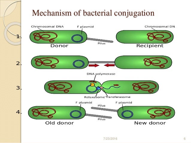 Bacterial conjugation and its application