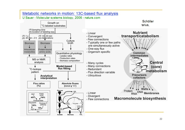 Metabolic Network Analysis | PDF | Biological Sciences | Science