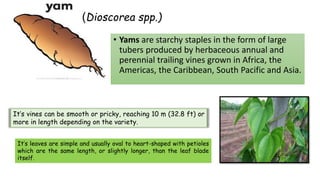 Yam | PPTX
