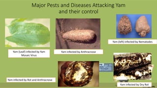Yam | PPTX