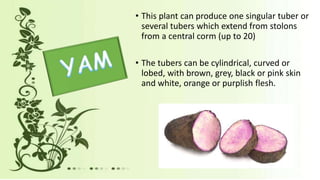 Yam | PPTX