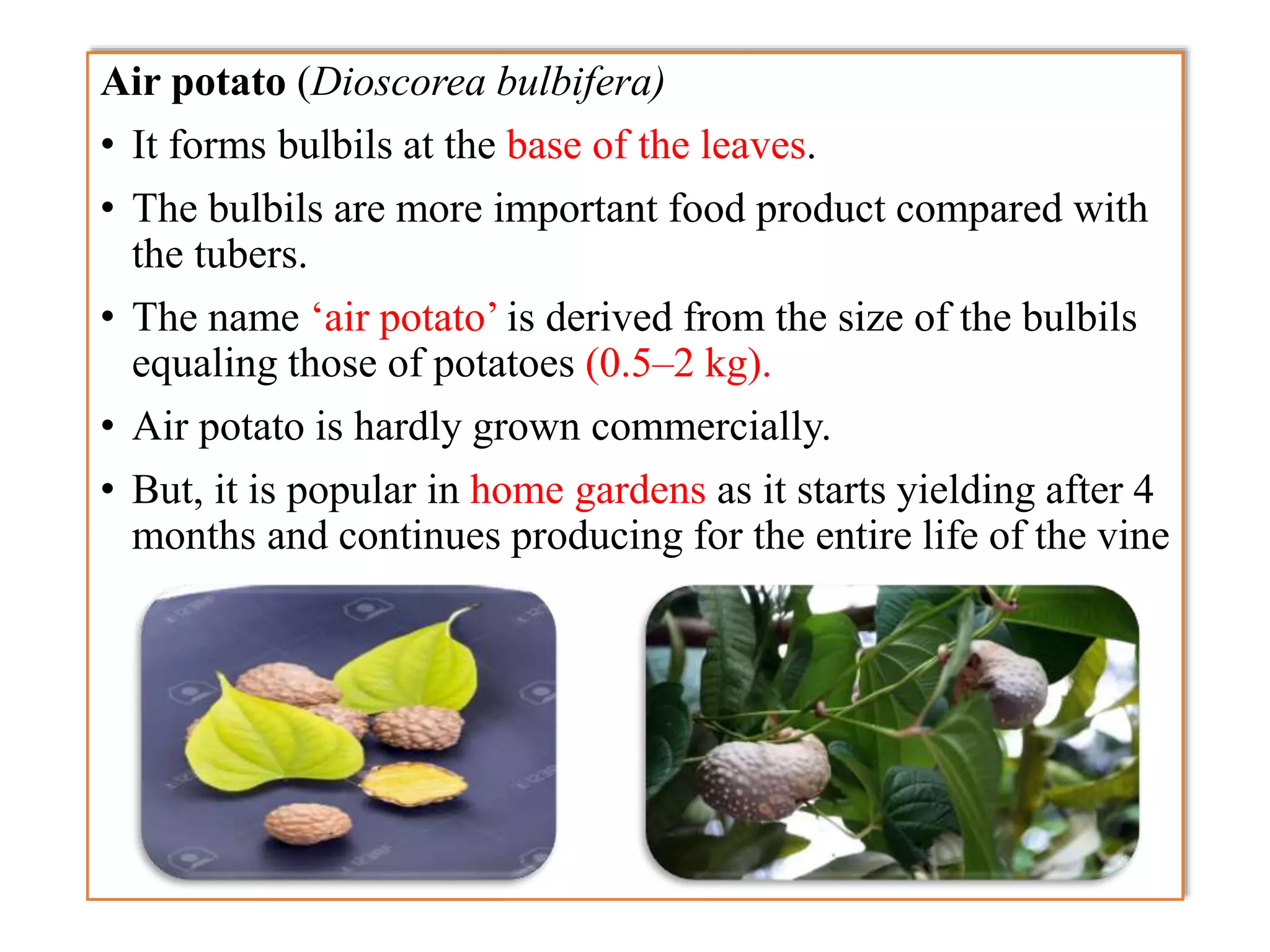 Yam | PPTX