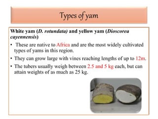 Yam | PPTX