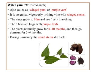 Yam | PPTX