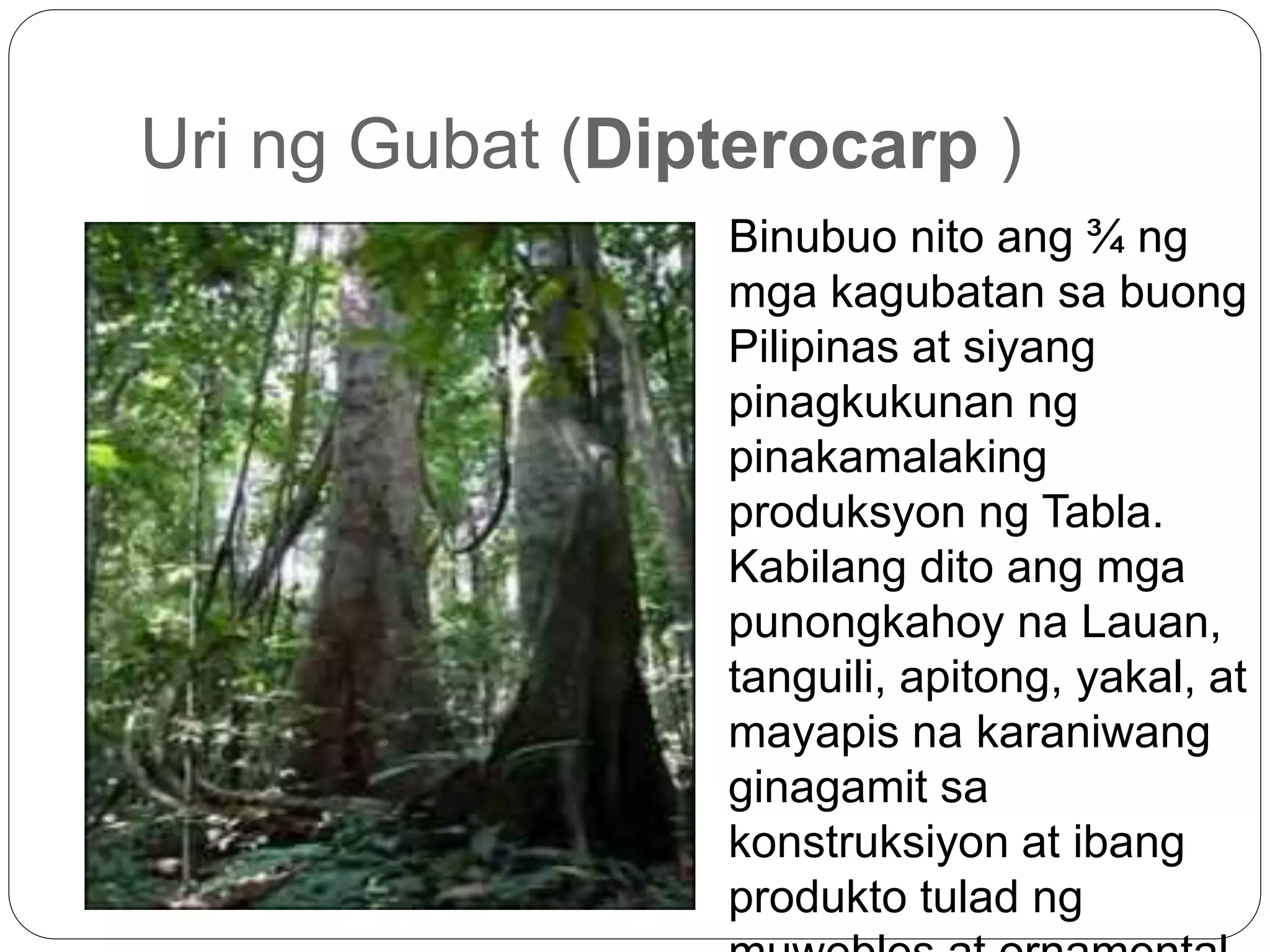 Yamang gubat | PPTX