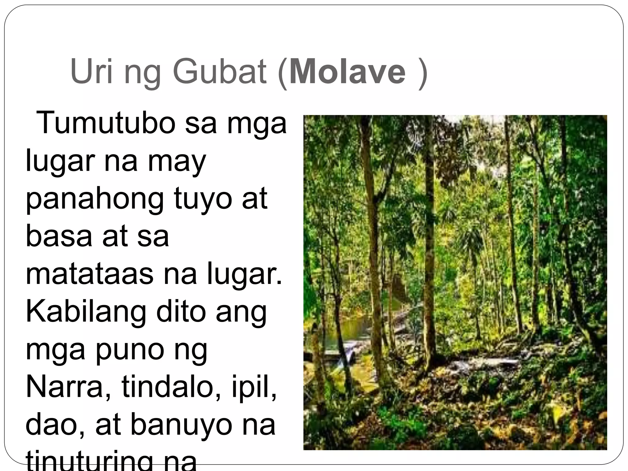 Yamang gubat | PPTX
