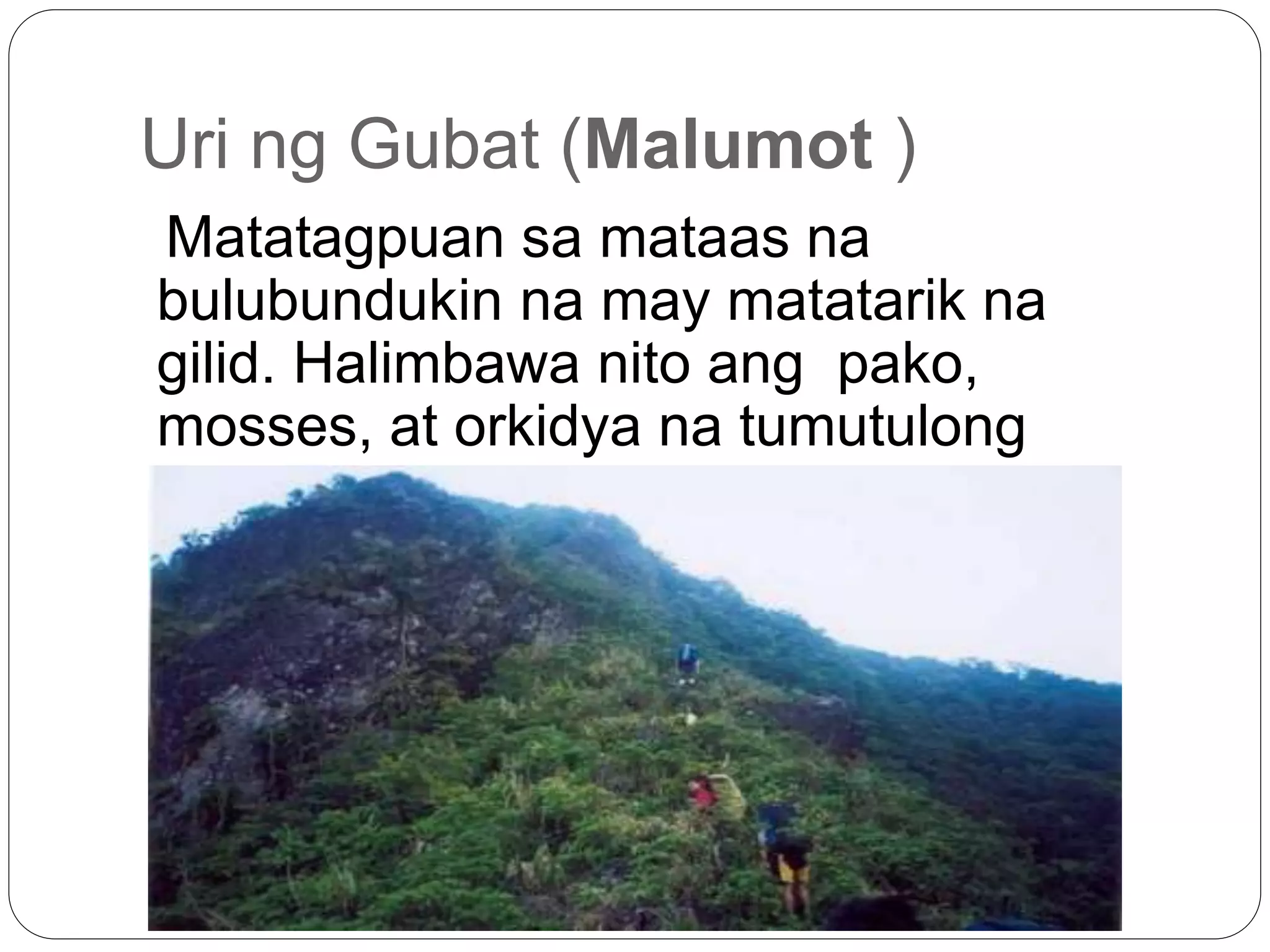 Yamang gubat | PPTX