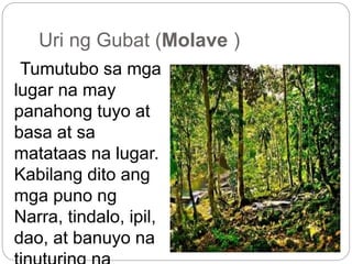 Yamang gubat | PPTX