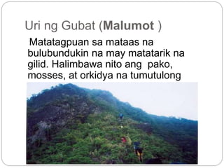 Yamang gubat | PPTX