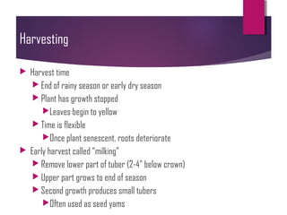 Yam cultivation Nepal | PPT