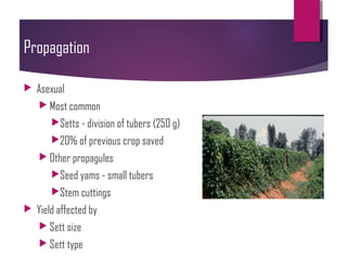 Yam cultivation Nepal | PPT