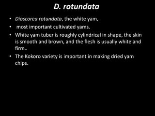 Yams. | PPT