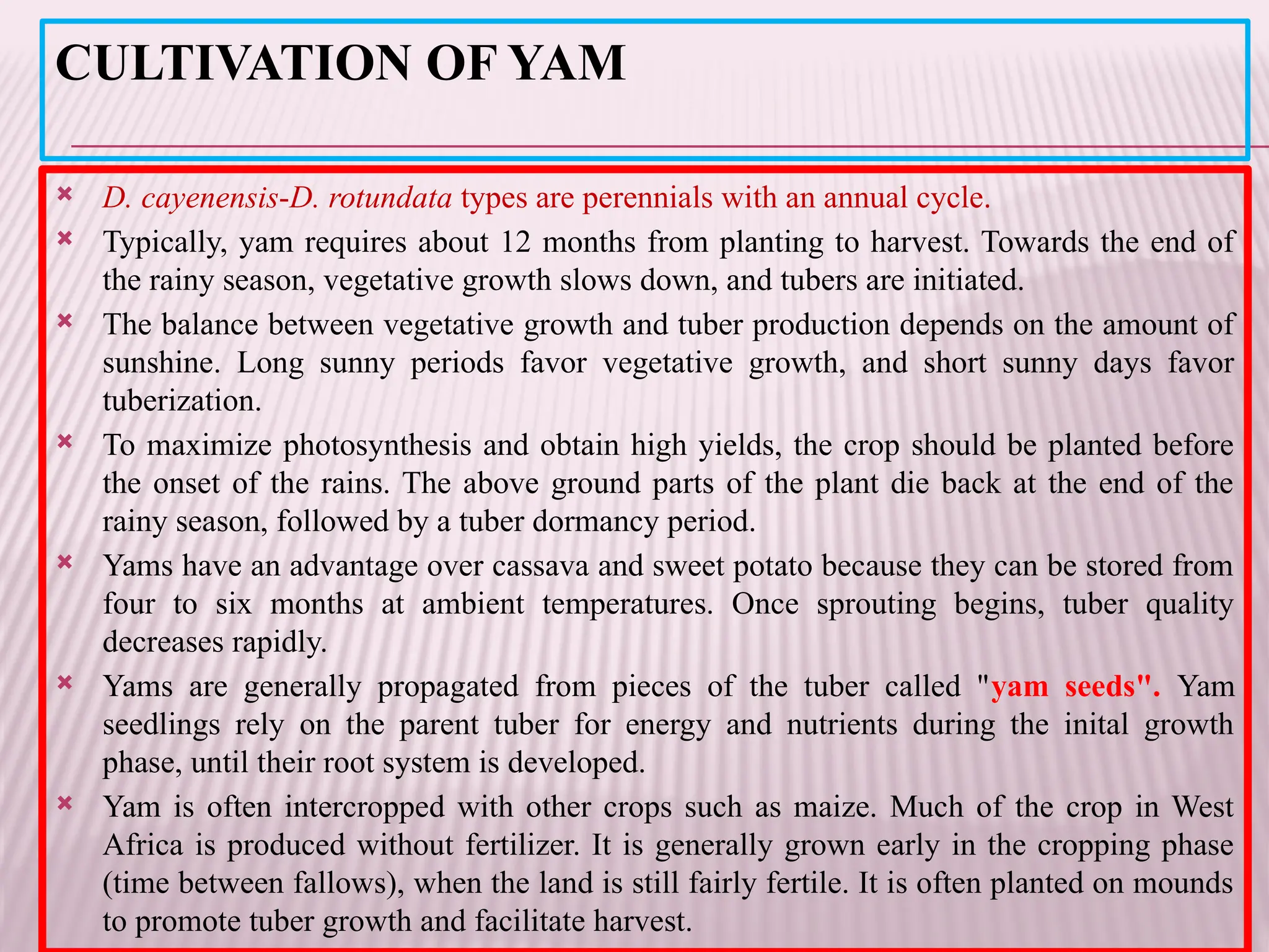yams.pptx power point presentation on yams | PPTX
